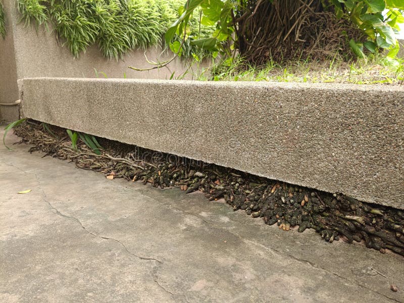 Disintegration of a Paving Slab Caused by a Tree’s Roots. Stock Photo ...