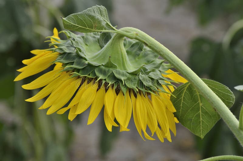 The disk of sunflowers. stock image. Image of organic - 66031145