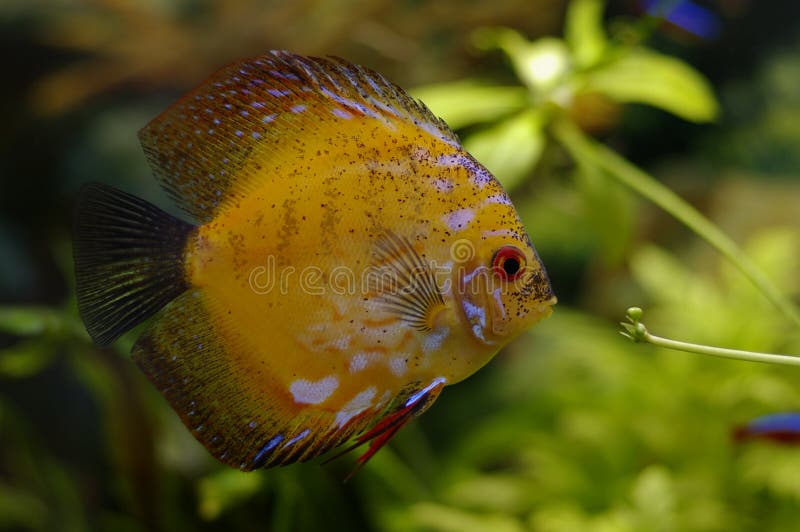 Diskus stock image. Image of brightly, tank, tail, life - 12698521