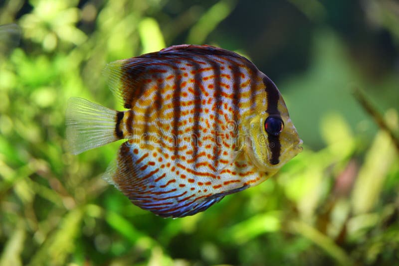 Diskus in the aquarium stock photo. Image of aquarium - 40812876