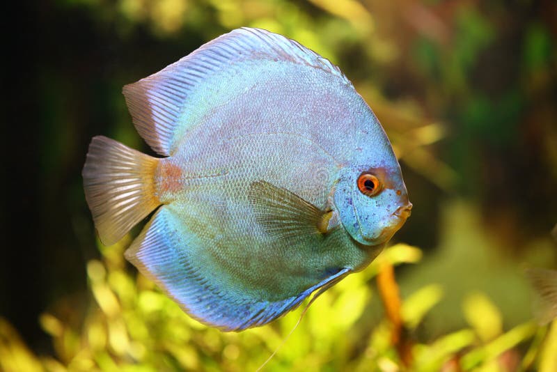 Diskus in the aquarium stock image. Image of underwater - 48865173