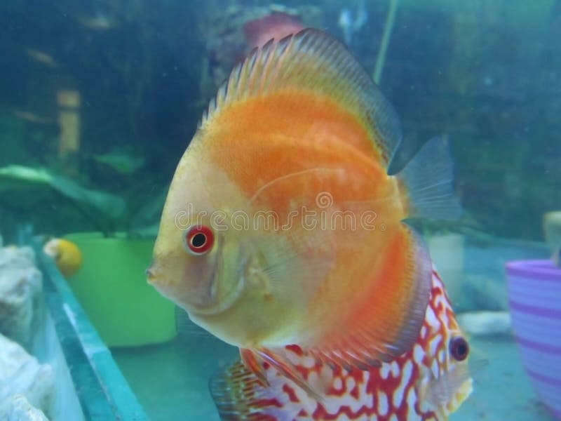 Diskus stock image. Image of discus, bottom, underwater - 86221949