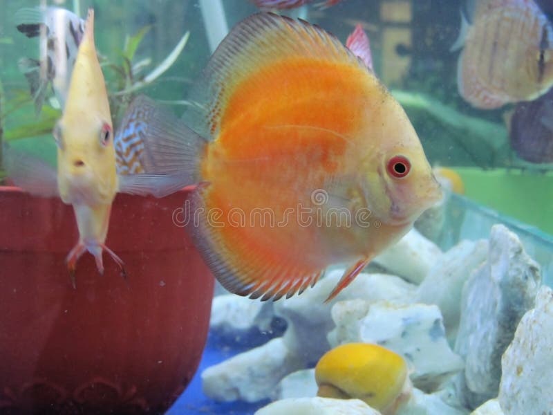 Diskus stock image. Image of habitat, deep, organism - 86222021