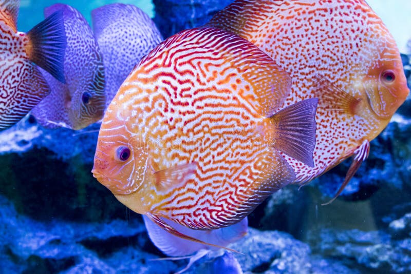 Diskus Exotic Fish Aquarium Animal Exotic Color Stock Photo - Image of ...