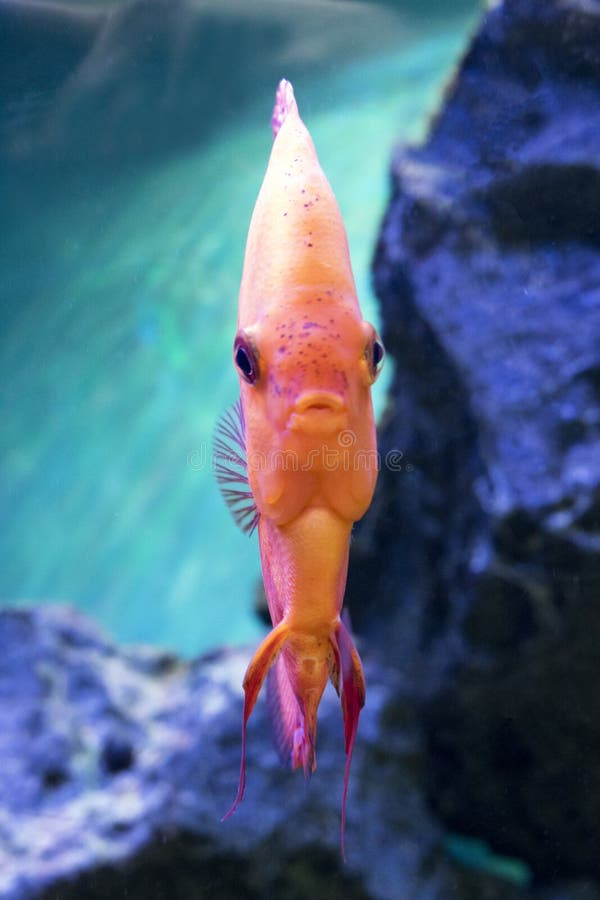 Diskus Exotic Fish Aquarium Animal Exotic Color Stock Image - Image of ...