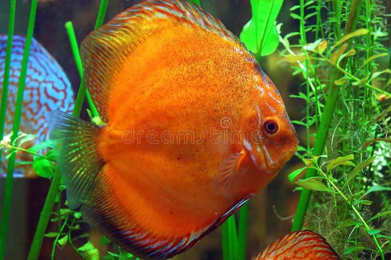 Rote Discusfische stockfoto. Bild von bequemlichkeit, streifen - 1016120