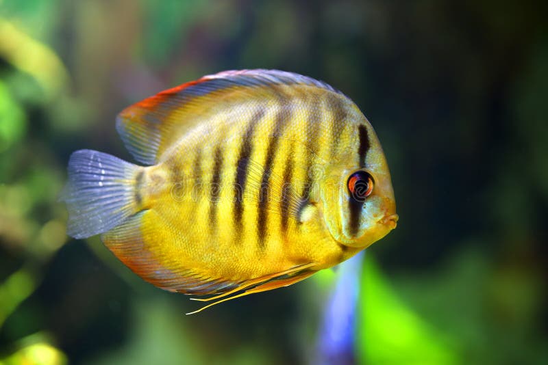 Diskus fish stock image. Image of nature, discus, beauty - 37046299