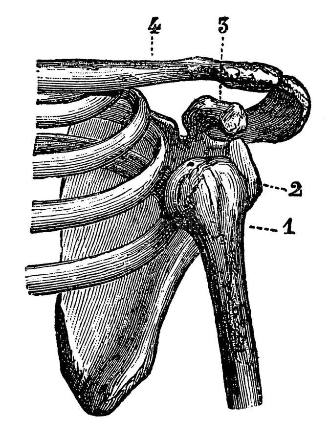 Shoulder Dislocation. Anterior Dislocation. Posterior Dislocation ...
