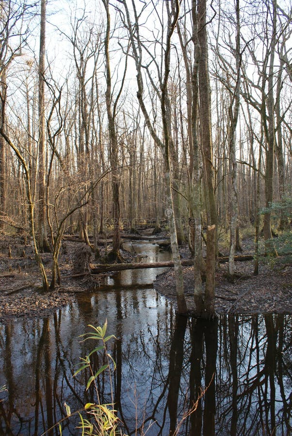 Dismal Swamp Virginia Stock Photos - Free & Royalty-Free Stock Photos ...