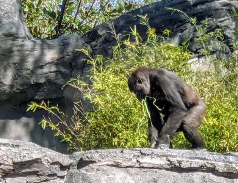 Disney Monkey stock photo. Image of disney, nature, monkey - 175417088