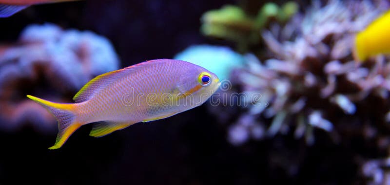 Dispar Anthias stockfoto. Bild von meer, aquarium, fokus - 95904878