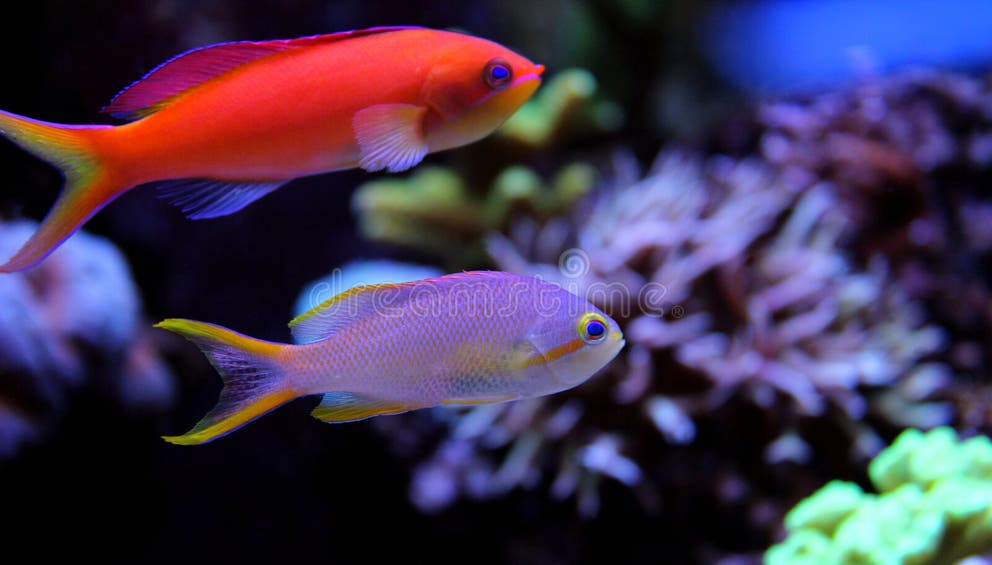 Dispar Anthias foto de archivo. Imagen de corales, amarillo - 95905012
