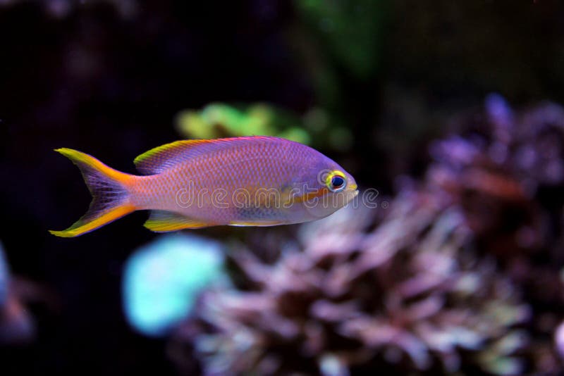 Dispar Anthias stock photo. Image of asia, aquatic, coral - 95904938
