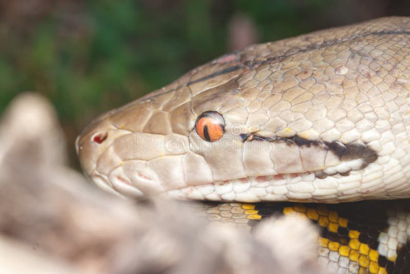 Disparo De Cabeza De Serpiente Pitón Reticulada. Foto de archivo ...