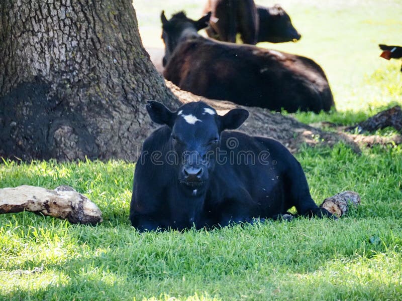 Disparo De Una Vaca Negra Tirada En El Suelo Foto de archivo - Imagen ...