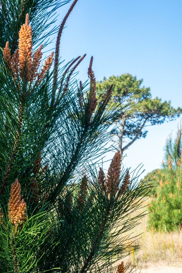 Disparo Vertical De Ramas De Pino De Cestopa Foto de archivo - Imagen ...