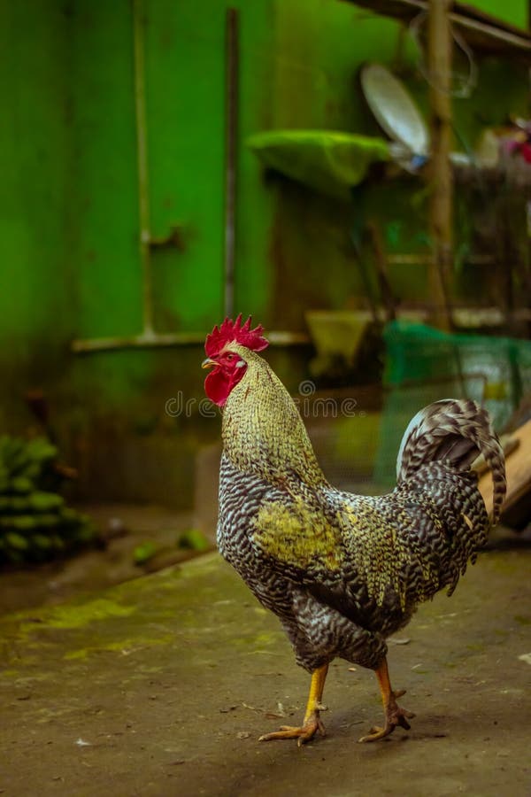 Disparo Vertical De Un Gallo En Un Ganado Foto de archivo - Imagen de ...