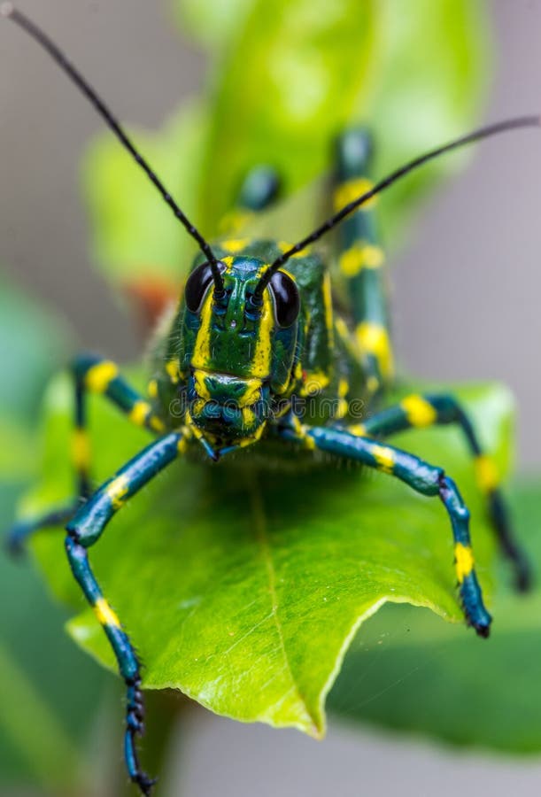 Disparo Vertical De Un Grillo En Una Hoja Foto de archivo - Imagen de ...