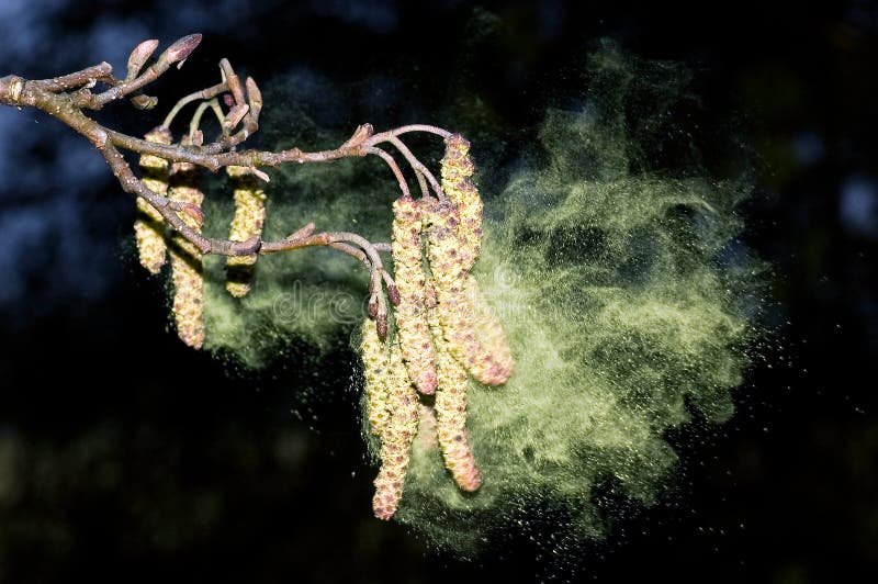 Dispersing seeds stock photo. Image of kingdom, long - 55370280