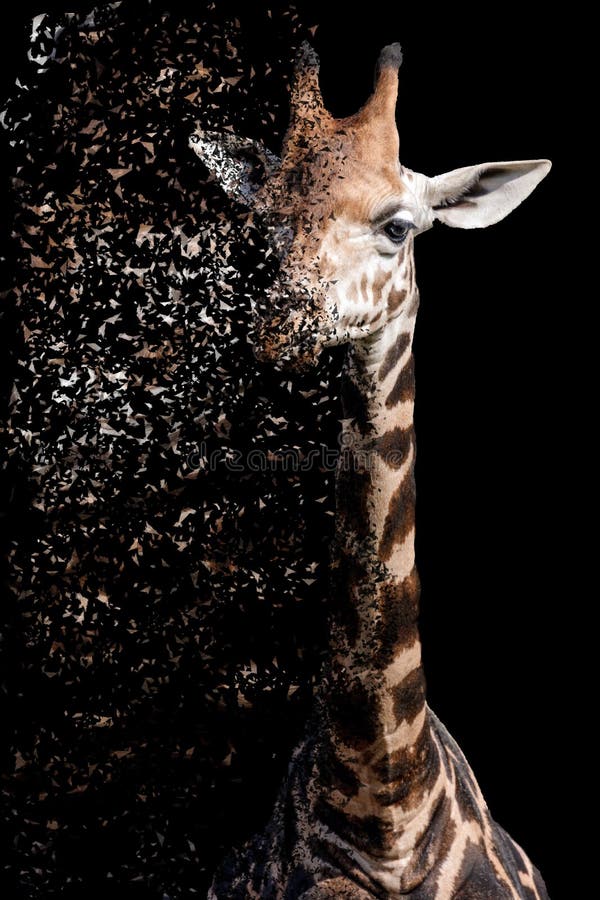 Dispersion Giraffe Isolated on Black Background Stock Image - Image of ...