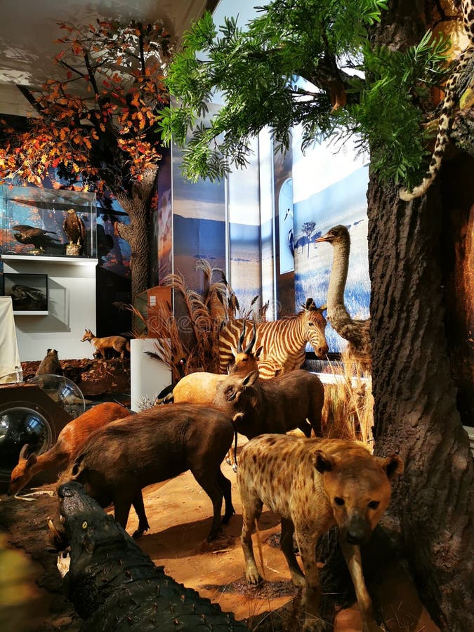 Display of African Animals at Wollaton Hall Editorial Photo - Image of ...