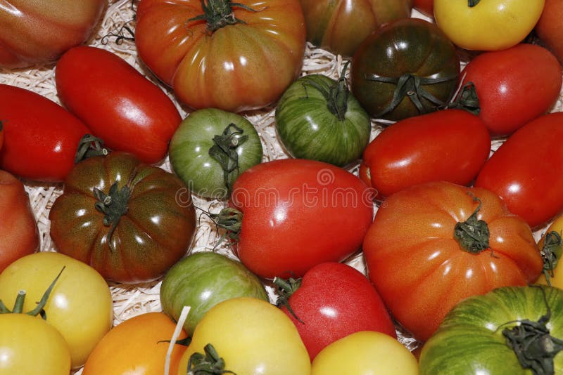 Display of Assorted Heirloom or Heritage Tomatoes in Close Up Stock ...