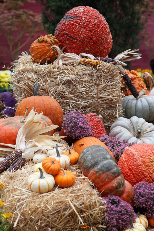 Display of Assorted Pumpkins Stock Image - Image of outdoor, assorted ...