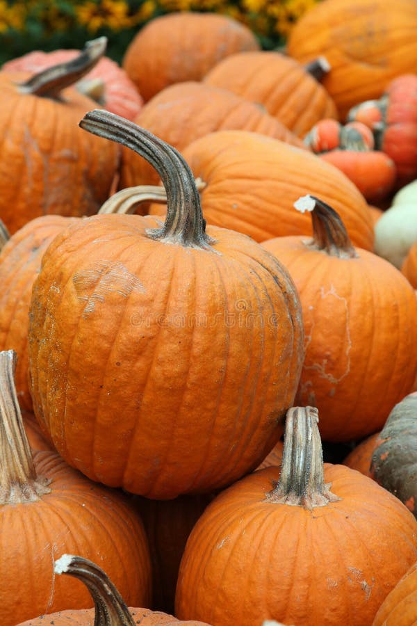 Display of Assorted Pumpkins Stock Photo - Image of assorted ...