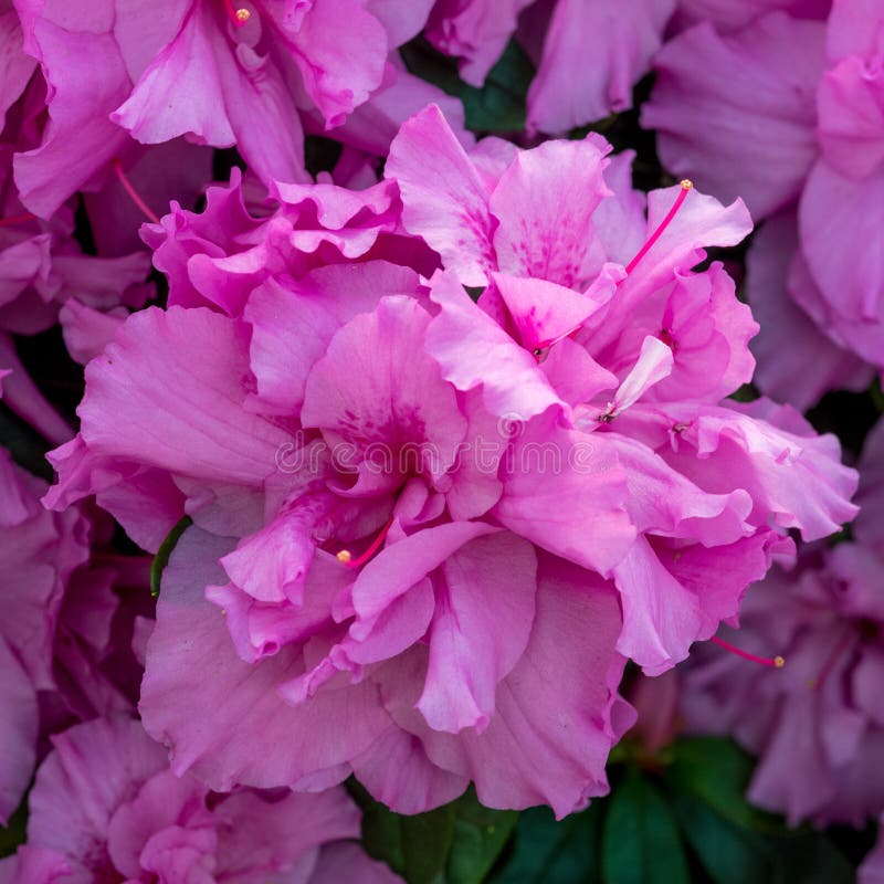 Display of Azaleas stock photo. Image of deciduous, blossom - 170314264
