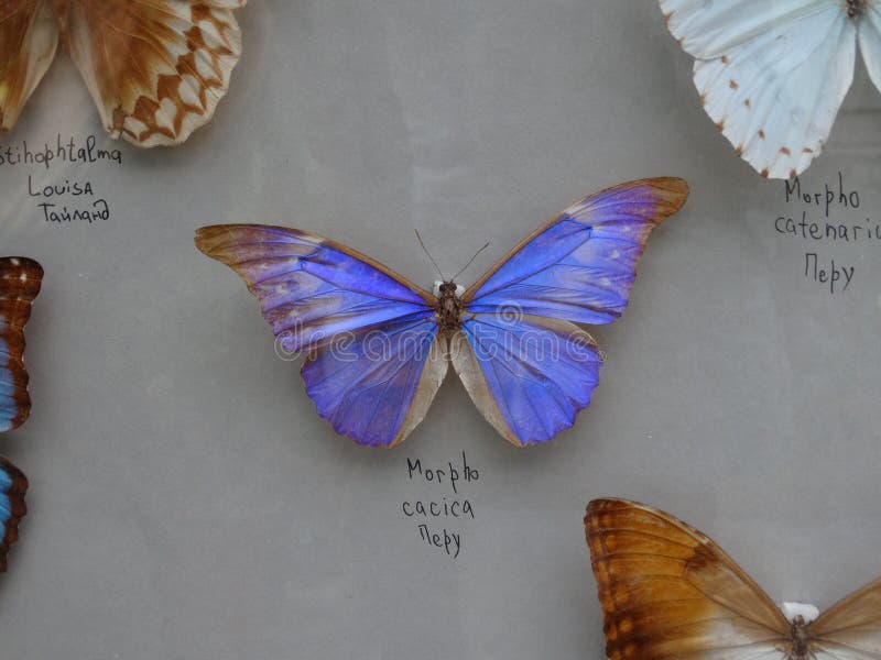 Display Case with Butterfly Specimens, Including a Large Vibrant Blue ...