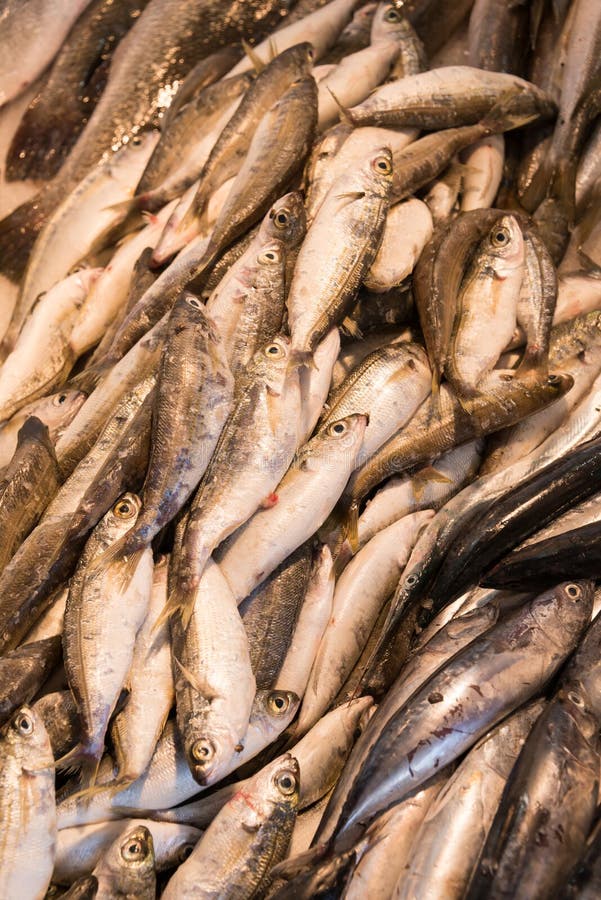 Display of caught fish stock photo. Image of fishes, stall - 34044702