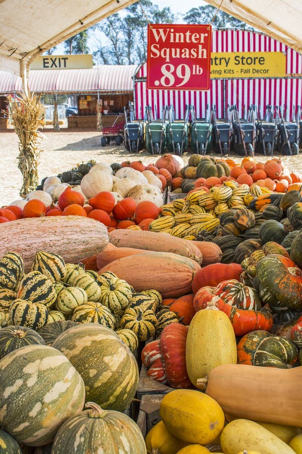 Display of Colorful Squash at Open Air Farm Editorial Photography ...