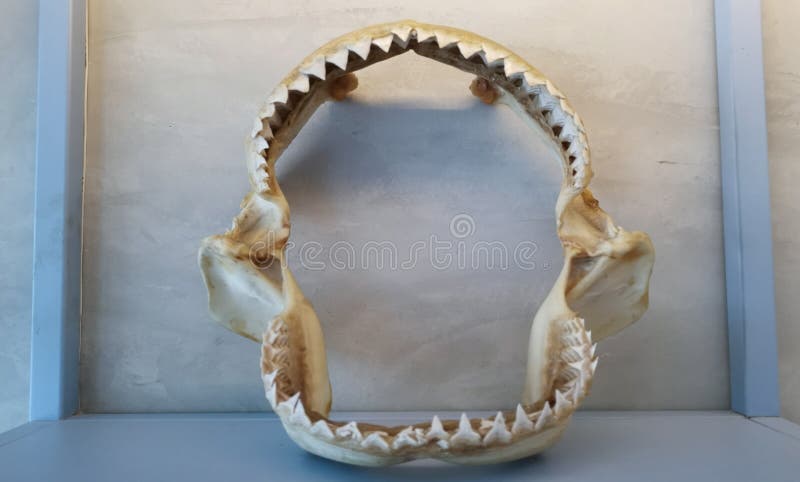 Display of the Dead Jaw Bone Skeleton of the Shark. Stock Image - Image ...