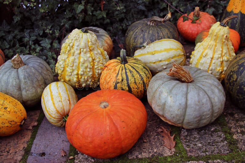 A Display of Decorative Pumpkins of Various Shapes and Colours Stock ...