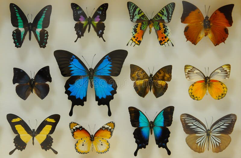 Butterfly collection stock image. Image of animal, distinctive - 103832371
