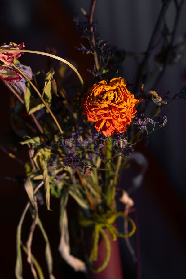 Display of Dry Flowers in a Clay Pot Illuminated by Warm Sunlight Stock ...