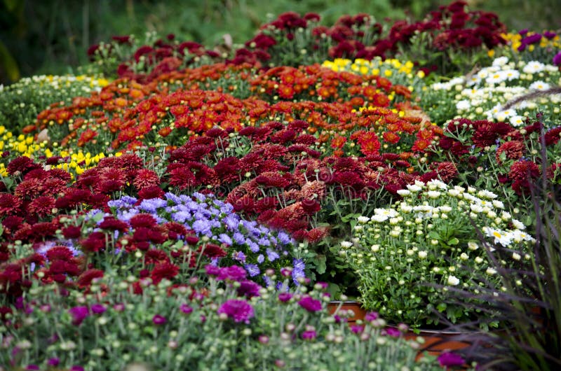 Display of fall mums stock image. Image of green, horizontal - 36452121