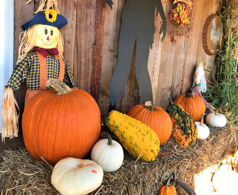 Display of Fall Pumpkins and Scarecrow Decoration Stock Image - Image ...