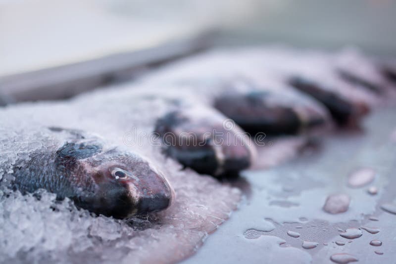 A Display of Fish on Ice at a French Fish Market Stock Image - Image of ...