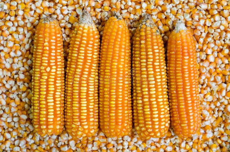 Five yellow cobs of maize stock image. Image of yellow - 127258079