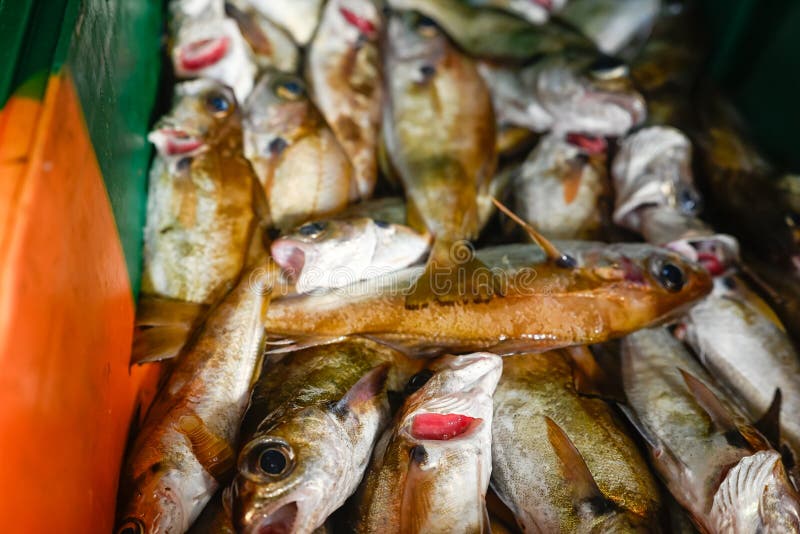 Types Fish Mouths Stock Photos - Free & Royalty-Free Stock Photos from ...