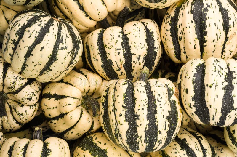 Display of Fresh Winter Squash Stock Photo - Image of agriculture ...