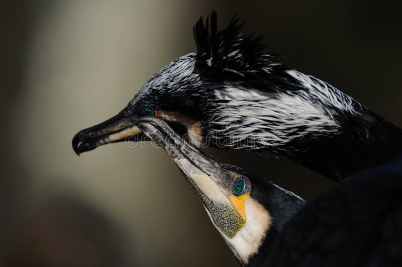 Great Cormorant (Phalacrocorax Carbo) Stock Image - Image of plume ...