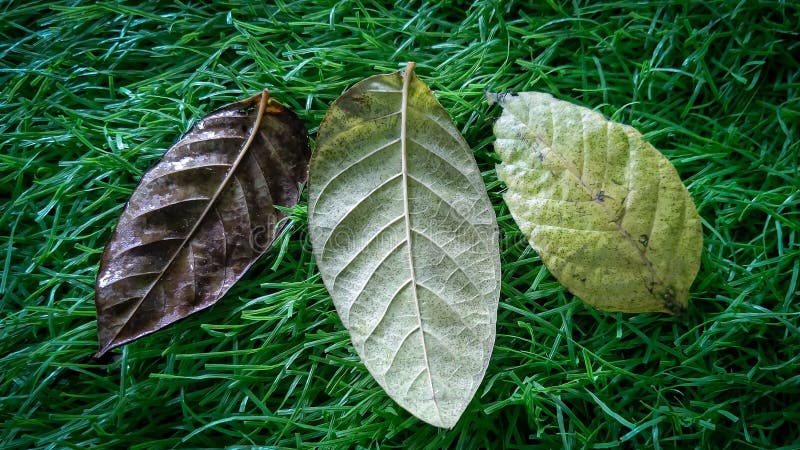 Display of High-angle Leaves Fall Stock Image - Image of lawn, nature ...