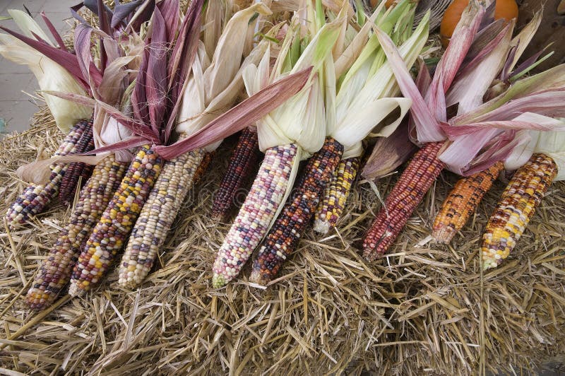 Display of indian corn stock photo. Image of ripe, season - 21873310