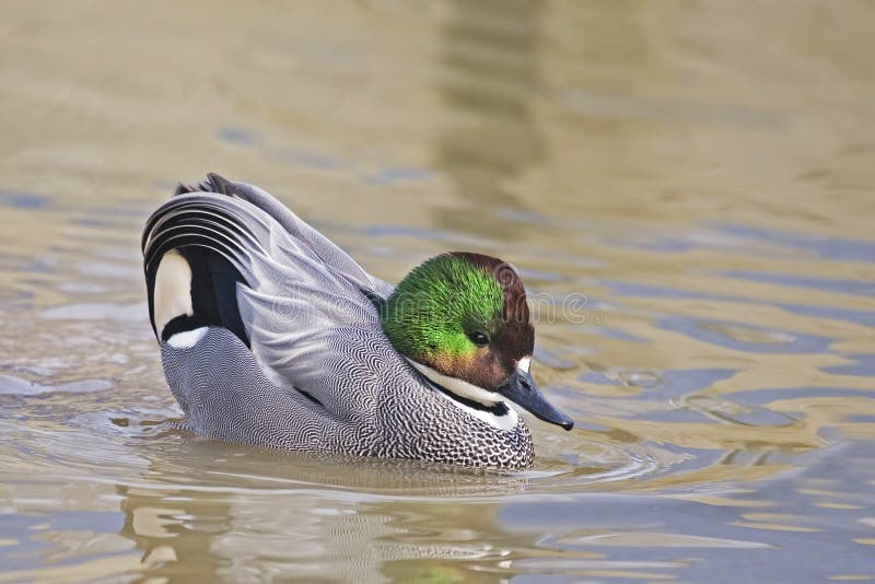 A Display of Male Falcated Teal, Anas Falcata Stock Image - Image of ...