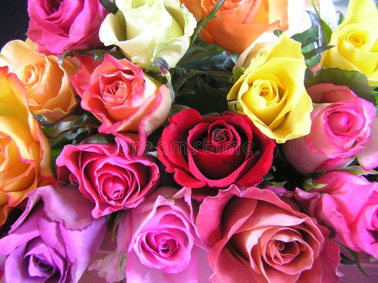 Display of Multicolored Roses Stock Image - Image of rainbow, pink: 146443