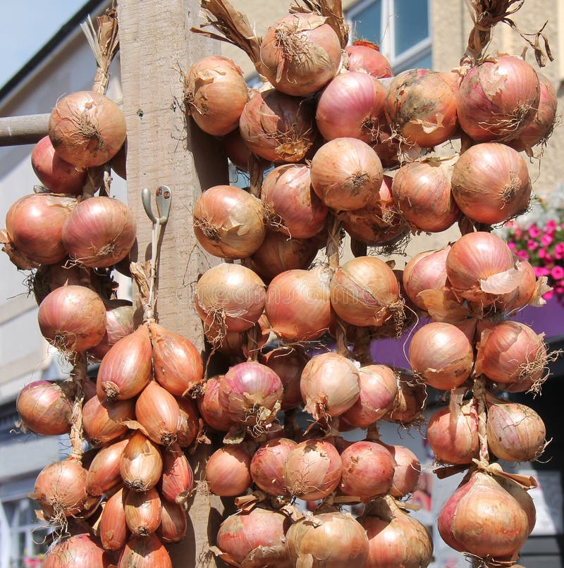 Display of Onions. stock photo. Image of produce, hang - 108224740
