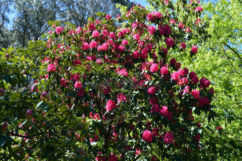 Campbell Rhododendron Garden Stock Photo - Image of display, australia ... Campbell Rhododendron Garden Stock Photo - Image of display, australia ...
