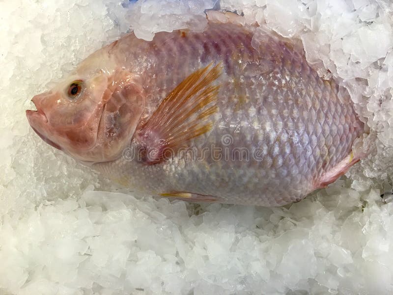 Ruby Fish stock image. Image of health, shelf, ready - 132509893